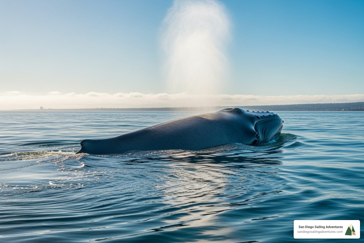 Blue whale watching tours San Diego: #1 Epic Adventure